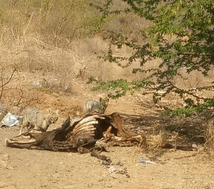 Wolf clan of extinct species seen after 15 years in Khandela area ...