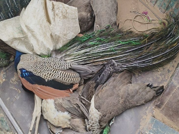 7 peacocks found dead at one place | 7 मोरों की संदिग्ध मौत: प्रशासन ने ...