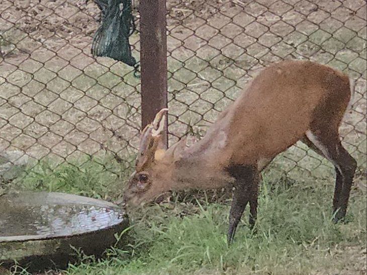 Four wild animals reached Maitri Bagh from jungle safari | जंगल सफारी ...