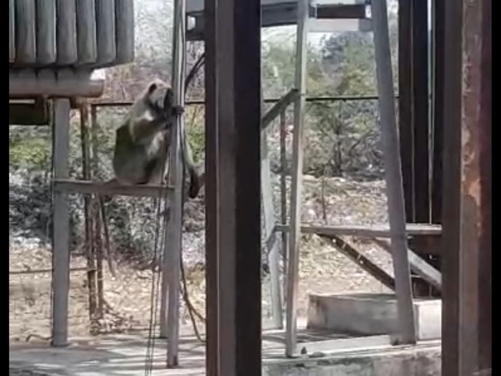 Electricity cut off in half the city due to monkey terror | बंदरों के ...
