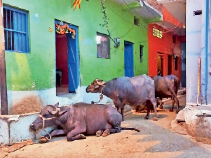 The city has been free from animal roaming for 355 days. | 355 दिन से ...