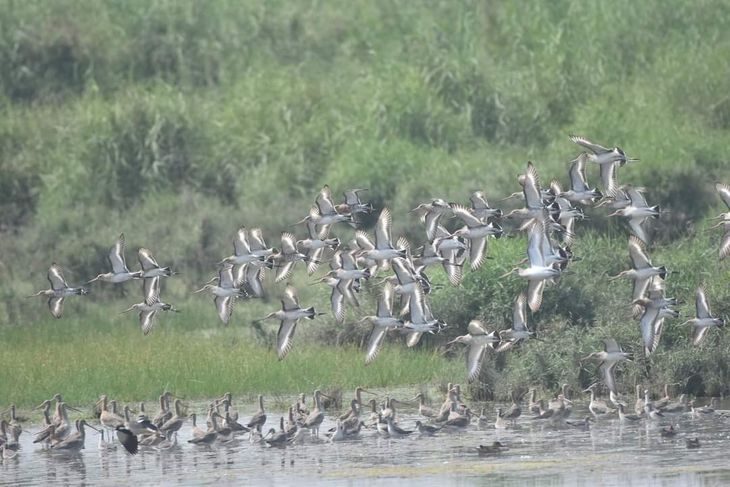 Ghatora lake of Bihpur became a boon for migratory birds, birds of many ...