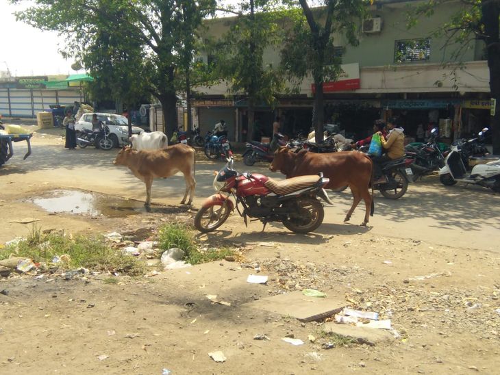 Stray animals roaming on the streets, fear of accident | सड़कों पर घूम ...