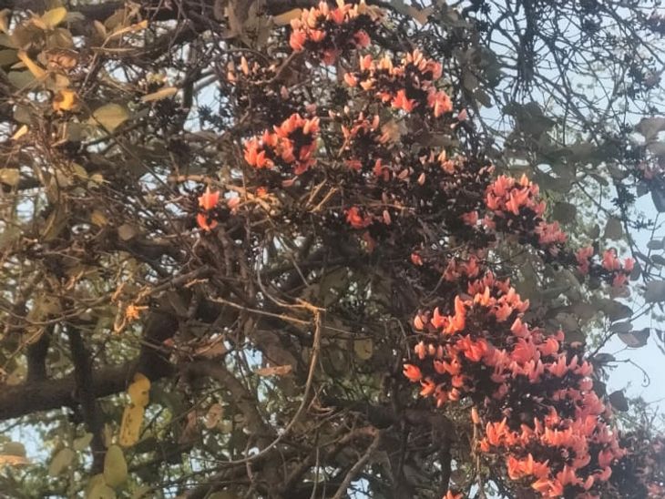 100 Palash trees are planted in Jakkini village.