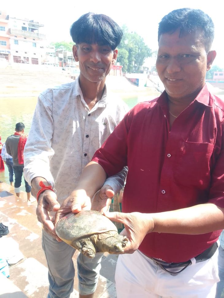 Rare turtle released into Shiva temple pond