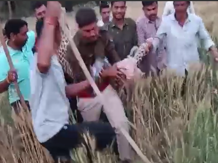 A leopard attacking humans was caught in a rescue operation in a ...