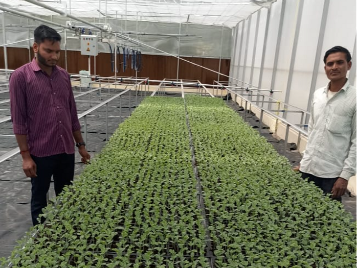 Saplings will be available for one rupee from hi-tech nurseries