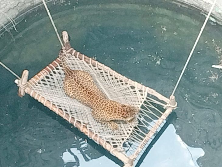 Leopard fell into a well in Mendiya village of Hatpipalya | हाटपीपल्या ...