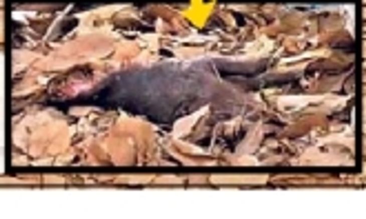 Forest department will adopt PIP technique to trace leopard, experts ...