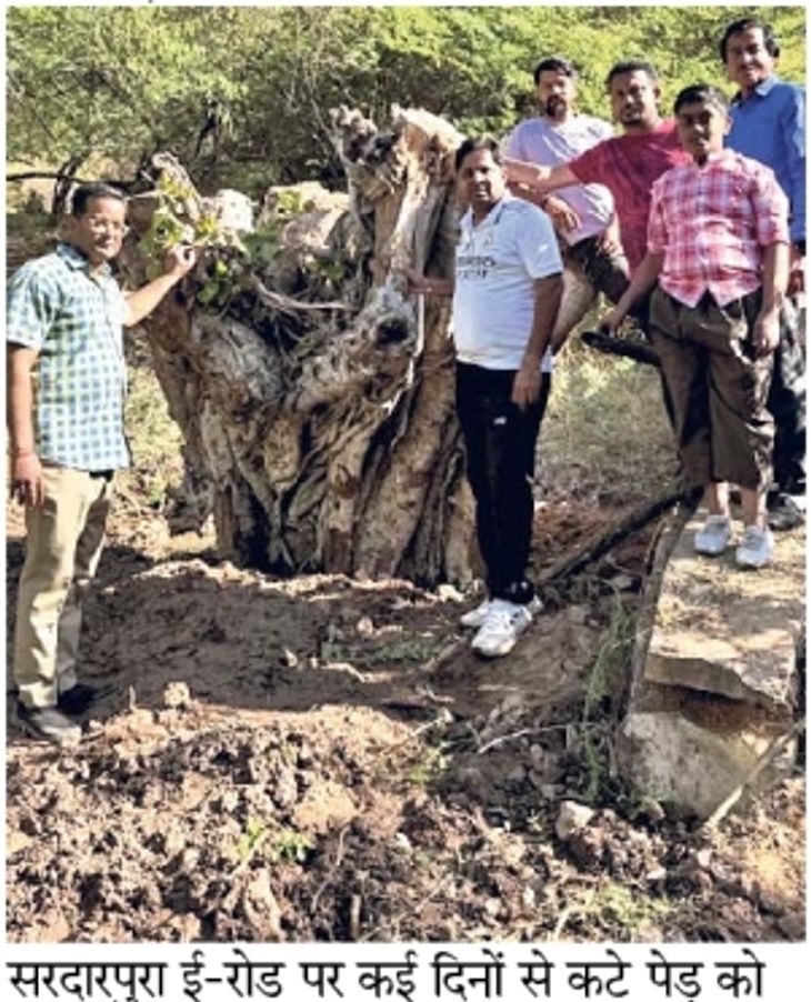 A 50 year old giant banyan tree was cut down, lifted by a crane and ...