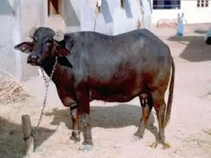 5 buffaloes worth Rs 7 lakh of a farmer missing in Korba