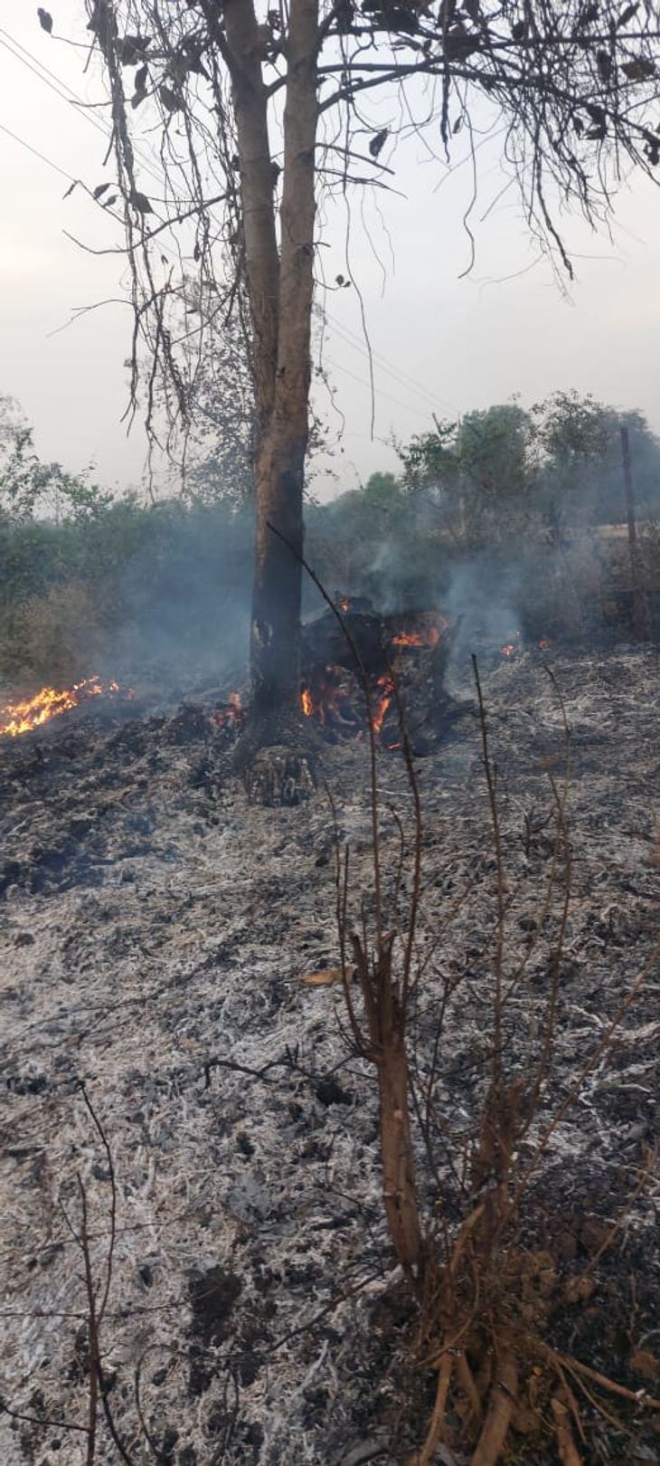 Teak trees burnt by Narwai fire | नरवाई की आग से जले सागौन के पेड़ ...