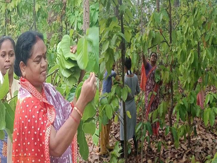 Chhattisgarh Rajya Sabha MP Phulo Devi Netam Sarai broke a leaf | जंगल ...
