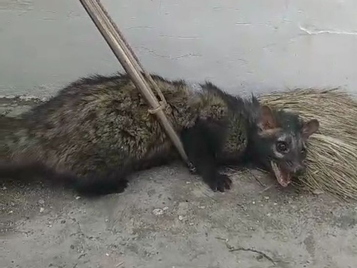 The mongoose is coming to Tendukheda, the forest workers caught it ...