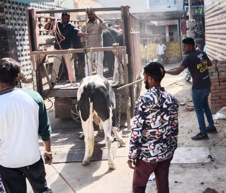Drivers remain afraid of accidents due to stray animals on the roads