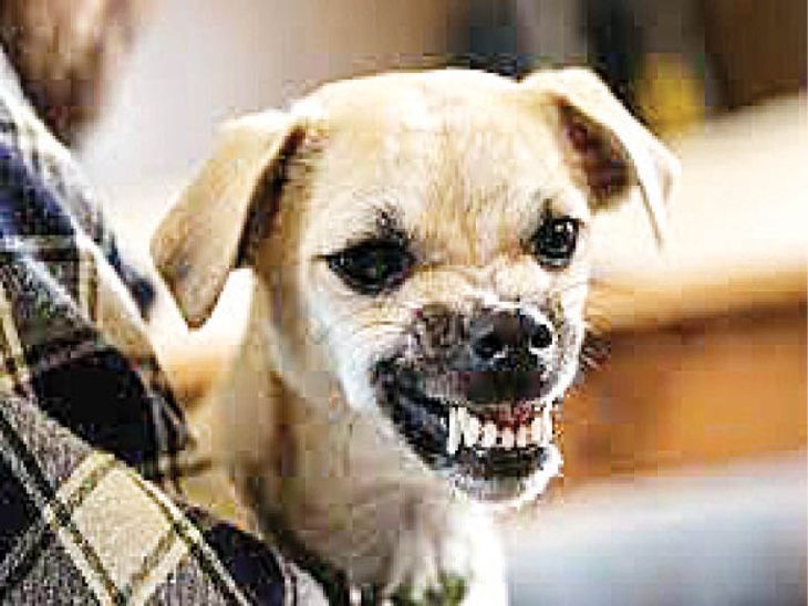 17 thousand dogs, 1.50 lakh children up to 10 years of age, every 9th ...