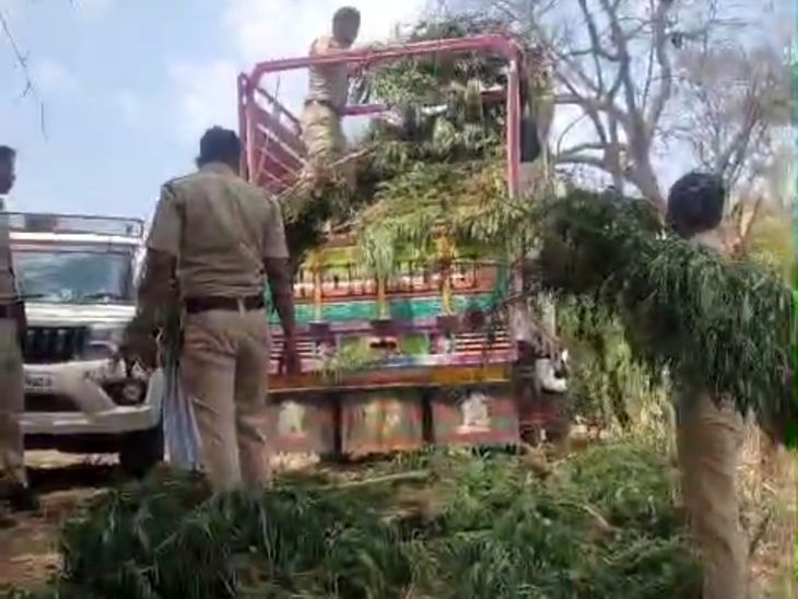 Illegal cultivation of ganja worth 75 lakhs caught in Khargone ...