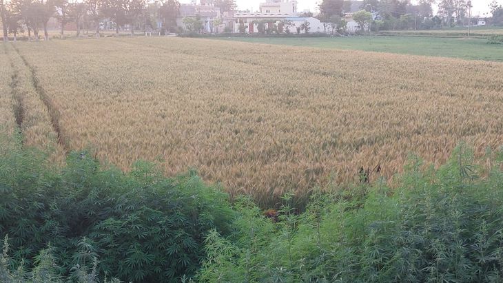 Mukk Gayi Kankan Di Rakhi, Jatta Aai Baisakhi | मुक्क गई कणकां दी राखी ...