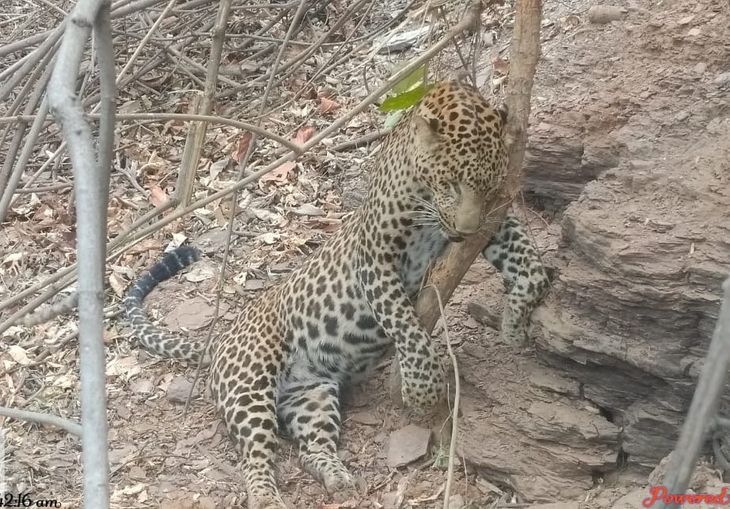 Damoh: Leopard's body found in Sagoni forest area, was stuck in clutch ...