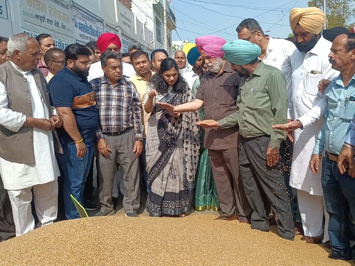 Punjab Ludhiana Khanna Feed Store DC Sakshi Sahani Wheat Sell | पंजाब ...