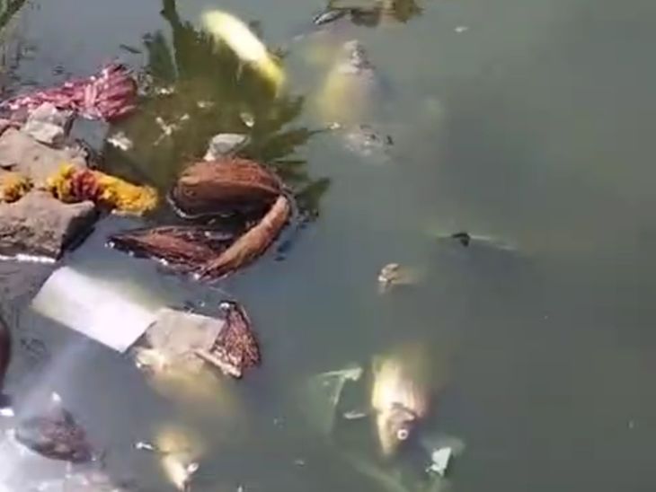 Fishes are dying in the pond of Jana Paw, a pilgrimage site | तीर्थ ...
