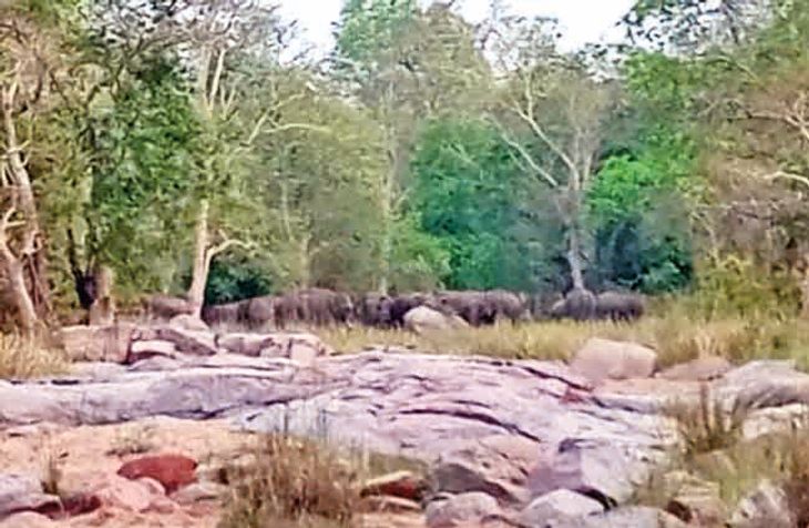 The Sikaser group of 40 elephants reached the Jabrra forest after ...