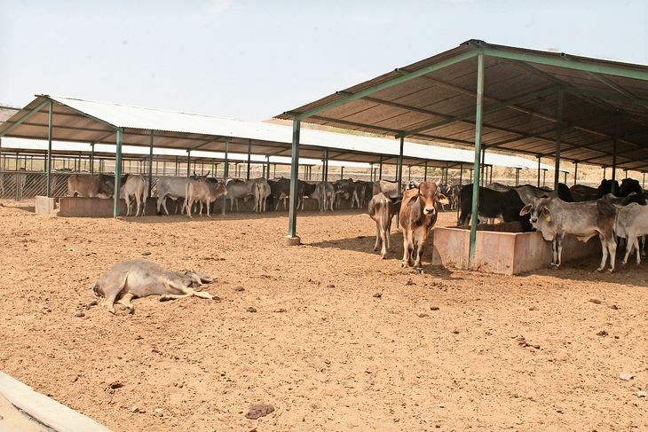 Weak cows and calves are together, 2-3 animals are dying every day ...