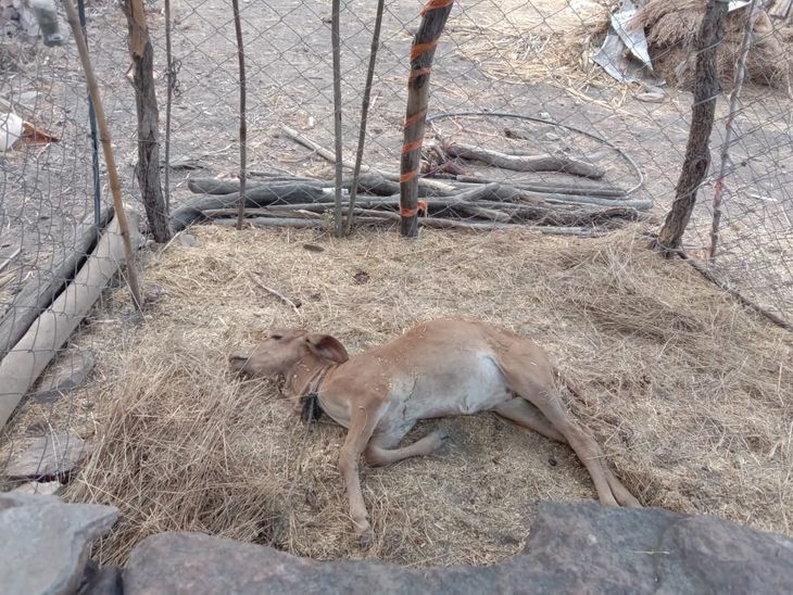 Leopard's terror continues in Baisla area. Cattle are being hunted ...