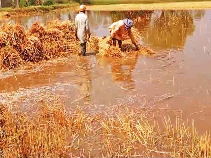 Hundreds of quintals of wheat washed away in water, crops started ...