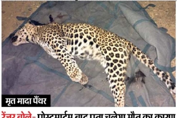 People snatched the injured panther from forest workers, released it ...