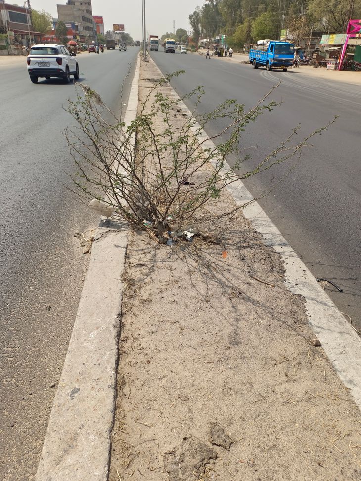 Greenery is missing from the highway, the plants planted on the divider ...