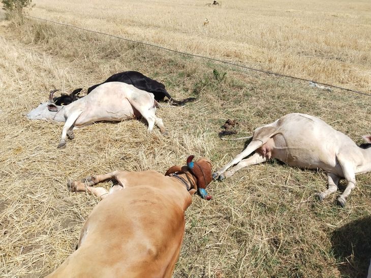 Cattle died due to coming in contact with electric wire | विधुत तार के ...