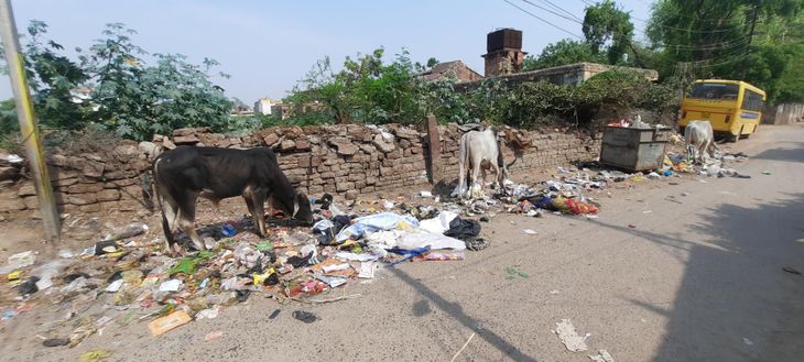 Municipal council fails to collect garbage, animals are getting sick by ...