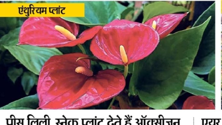 There is a demand for plants with colorful leaves instead of flowers ...