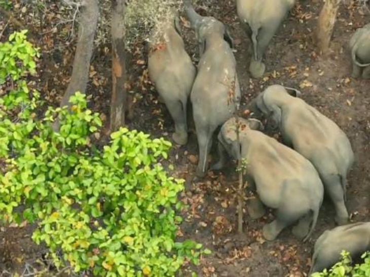 Elephants destroyed crops of 23 farmers in 7 days In Korba