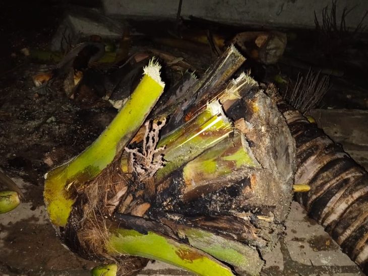 Lightning struck a coconut tree | नारियल के पेड़ पर गिरी आकाशीय बिजली ...