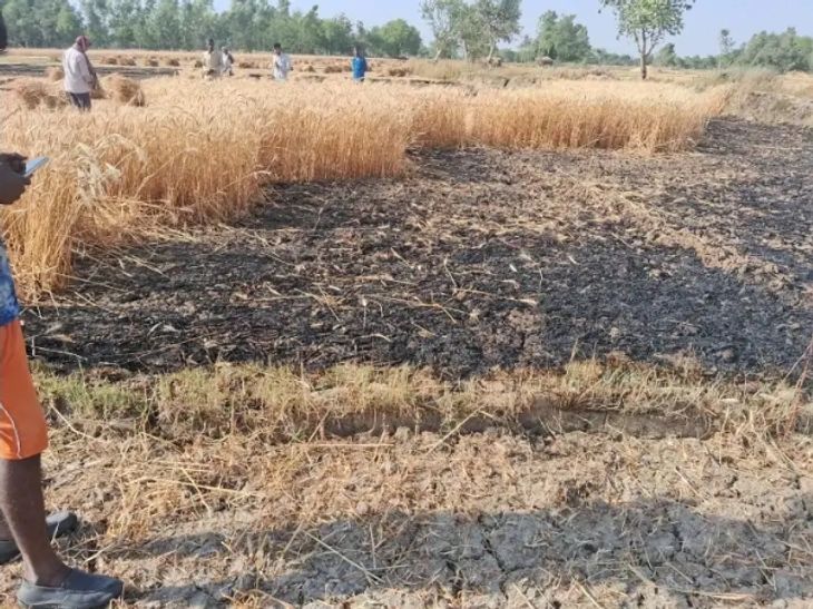 The standing wheat crop was burnt to ashes due to the fire incident