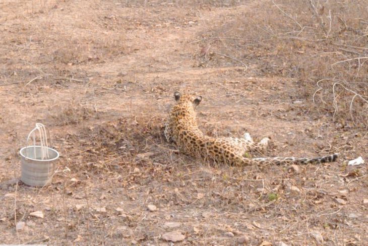 The weakened leopard cub died during treatment | कमजोर हो गए तेंदुए के ...