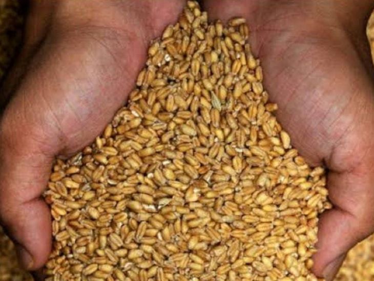 Most of the farmers sold wheat in the open market, now an order has ...