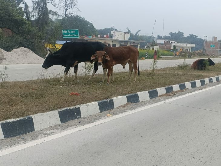 Accidents are happening due to stray animals in Ghazipur