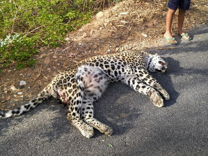 Leopard died due to collision with vehicle | उदयपुर में सड़क पर मिली ...