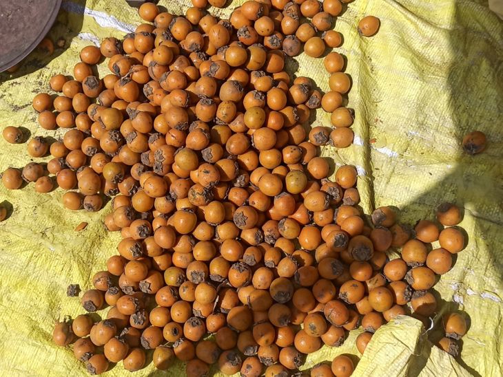 Timru fruit arrival started in Manawar | मनावर में शुरू हुई टिमरु फल की ...