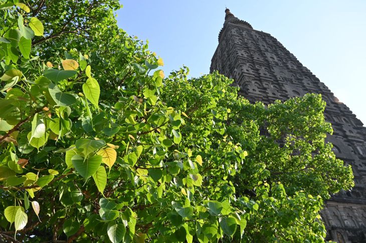 Bodhi Tree: Teaching the lesson of positivity in life, new buds of ...