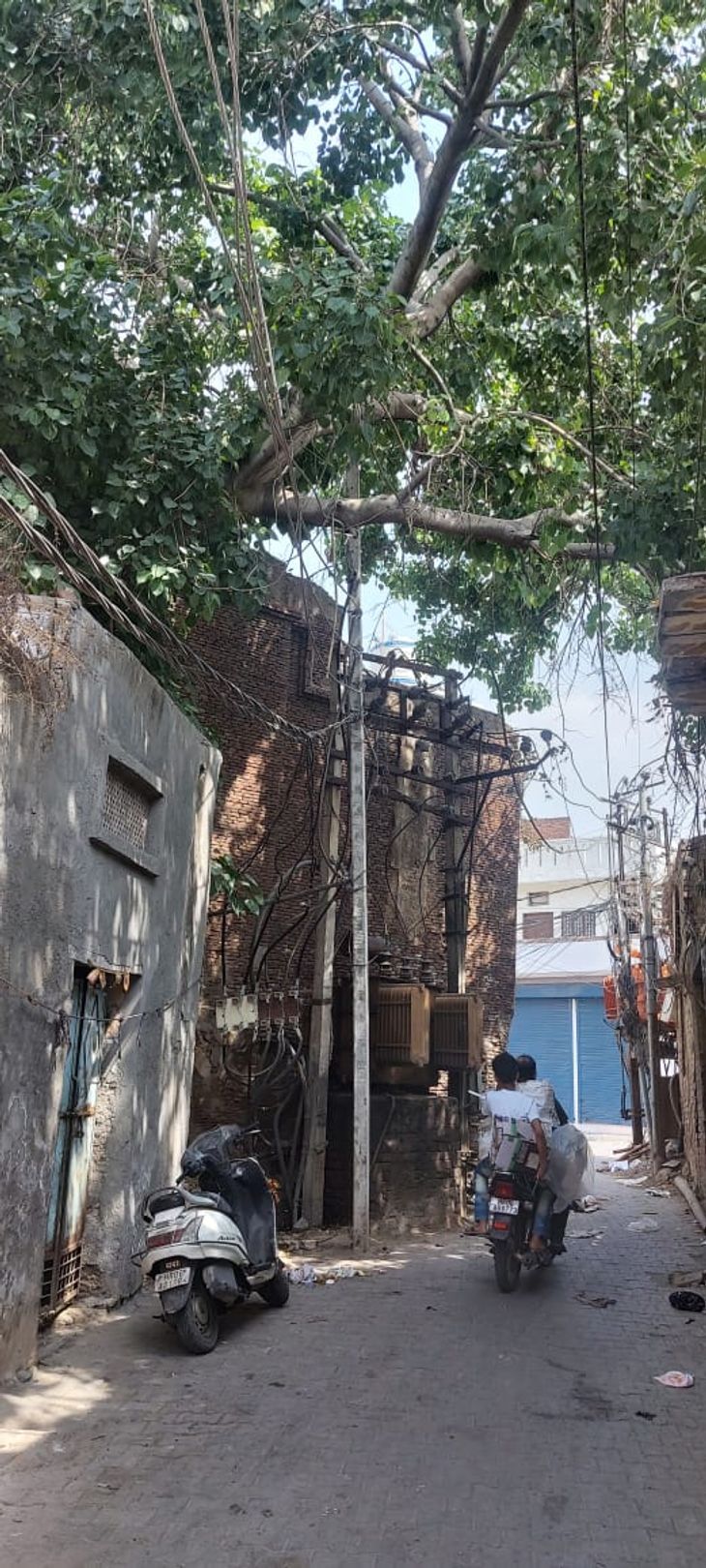 The branches of Peepal tree growing on more than 100 dilapidated ...