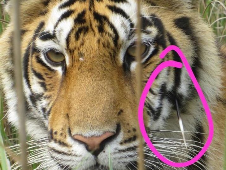 Injured tiger seen in Kanha Tiger Reserve | कान्हा टाइगर रिजर्व में ...