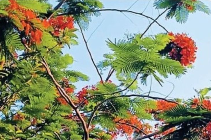 The red flowers of Gulmohar became the center of attraction | आकर्षण का ...