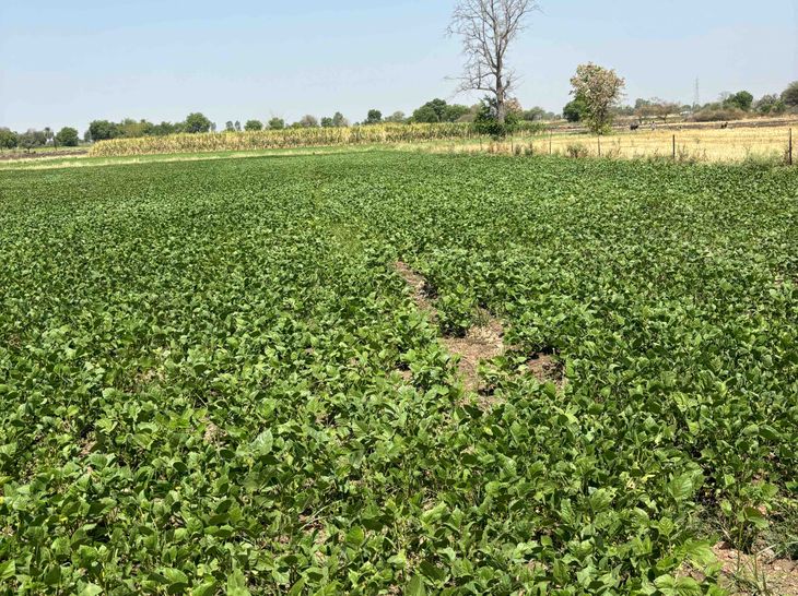 The problems of Jamunia farmers have increased | जमोनिया के किसानों की ...