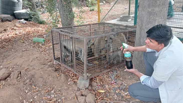 Skin disease spread among the monkeys of Harsh Pahadi, forest ...