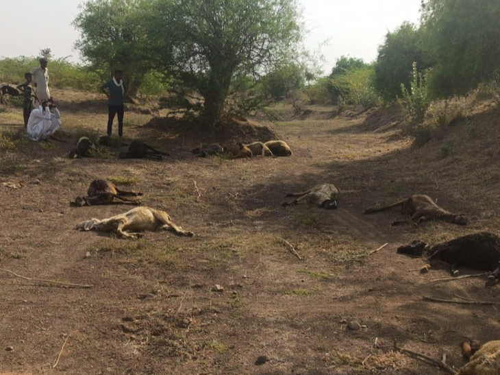 20 sheep died after eating poisonous fodder | जहरीली घास खाने से 20 ...