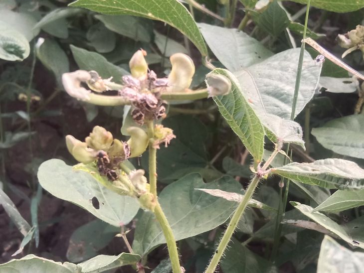 Insect attack on moong crop | मूंग की फसल पर कीटों का प्रकोप: मौसम में ...